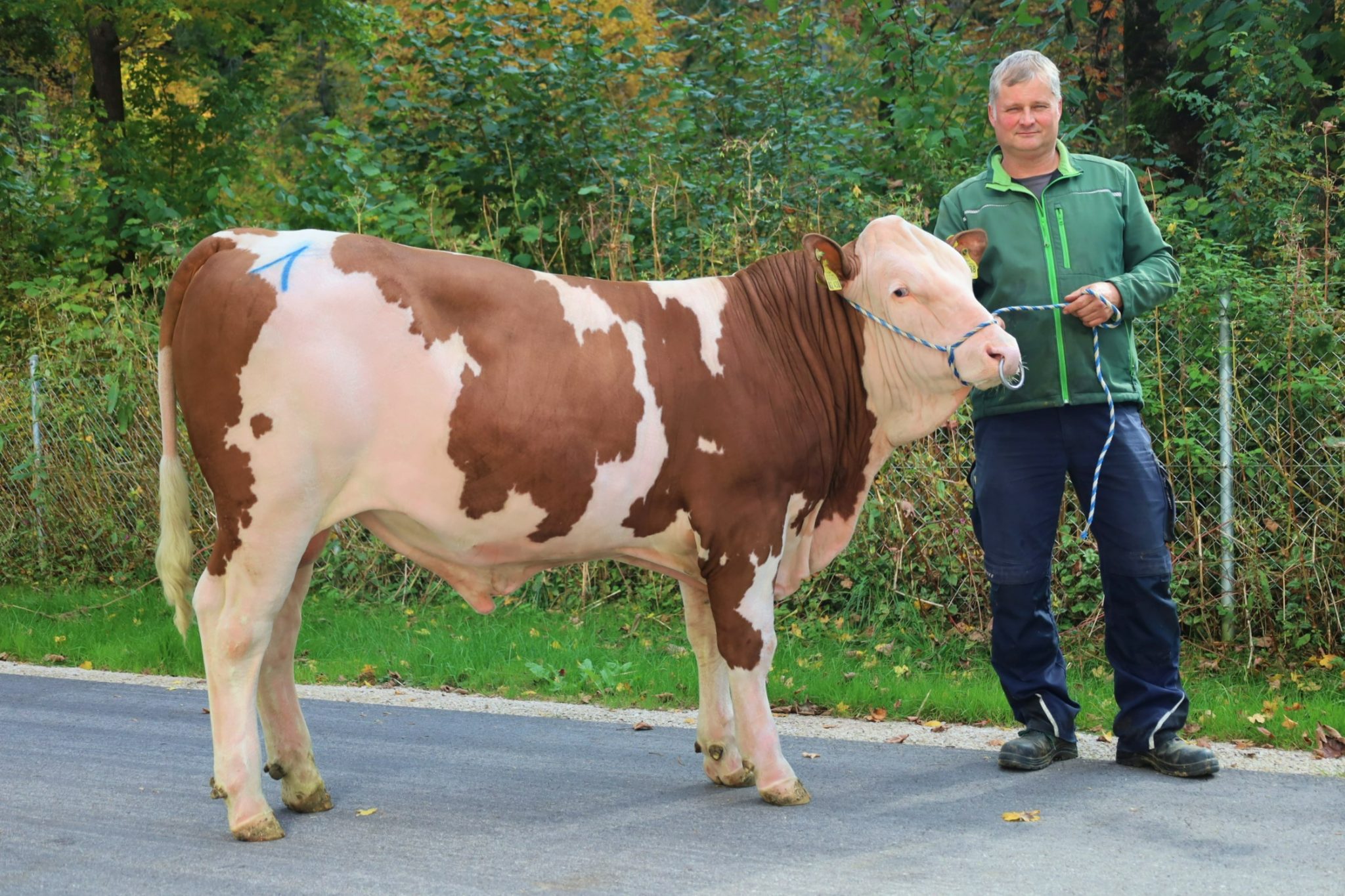 Marktbericht – Rinderzuchtverband Traunstein